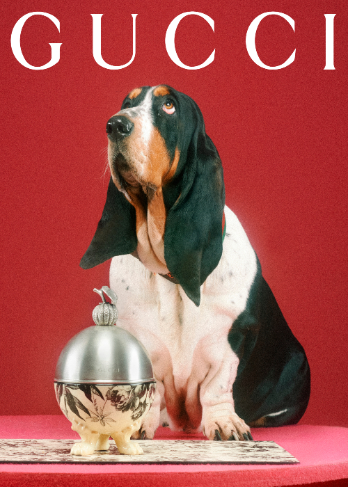 Gucci unveils their first ever Pet Collection - The Glass Magazine