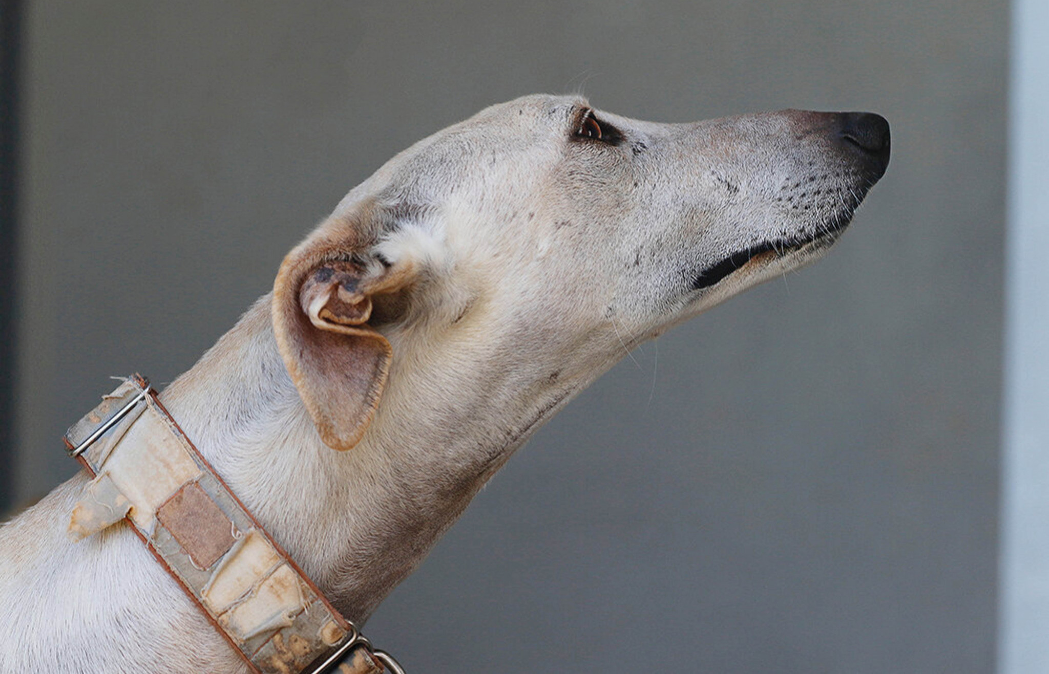 Glass speaks with Tina Solera of Galgos del Sol, a Spanish dog rescue ...