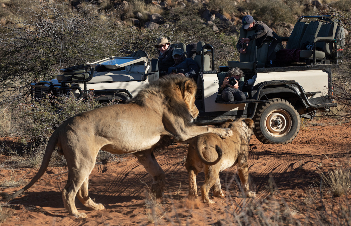 Glass learns to track big cats in South Africa - The Glass Magazine