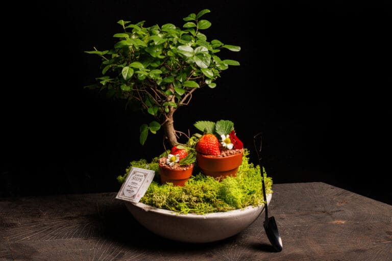 Feast on Cloud 9 returns to The Grove for a flavourful summer - The ...